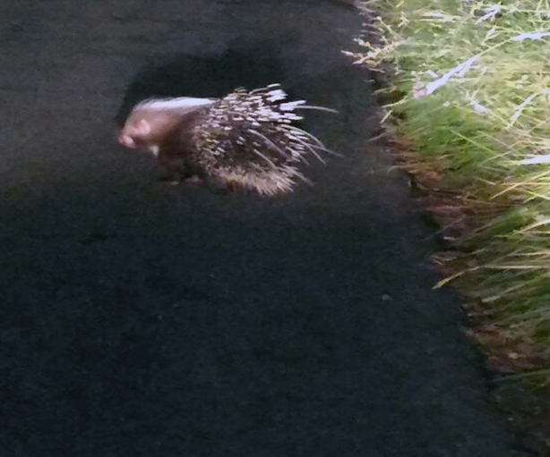 La contrada dell'istrice | MountainBlogMountainBlog | The Outdoor ...