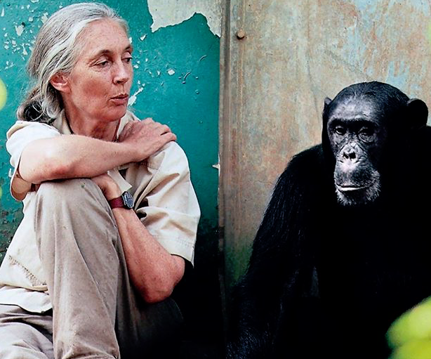 A Simone Moro, Jeremy Collins e Jane Goodall gli "Adventure Awards 2018 ...